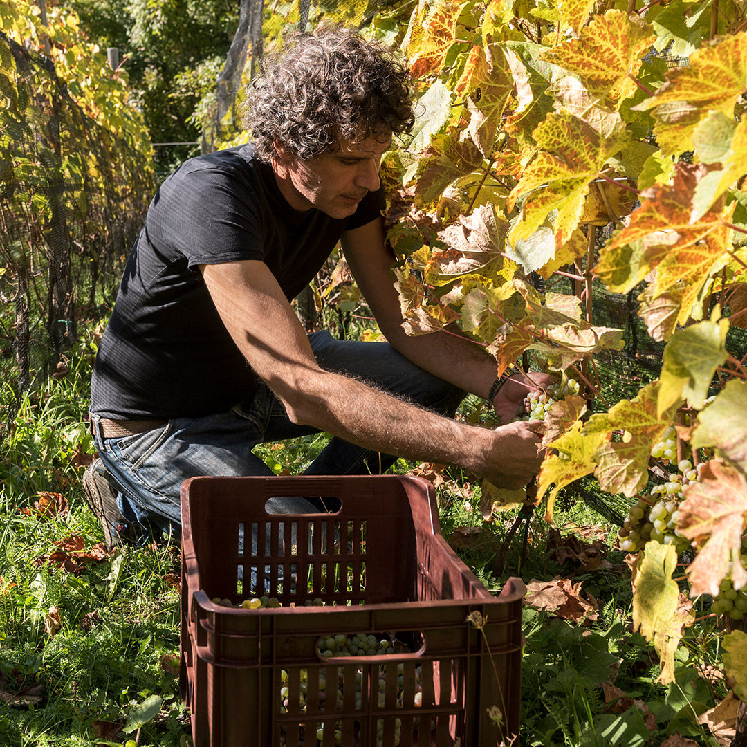 Maesta della formica
