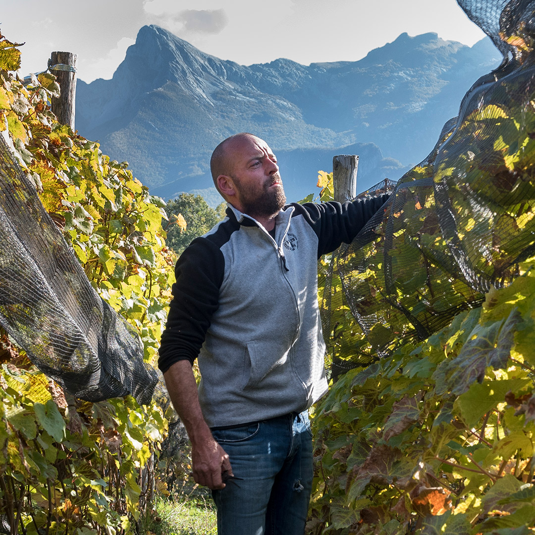 Maesta della formica